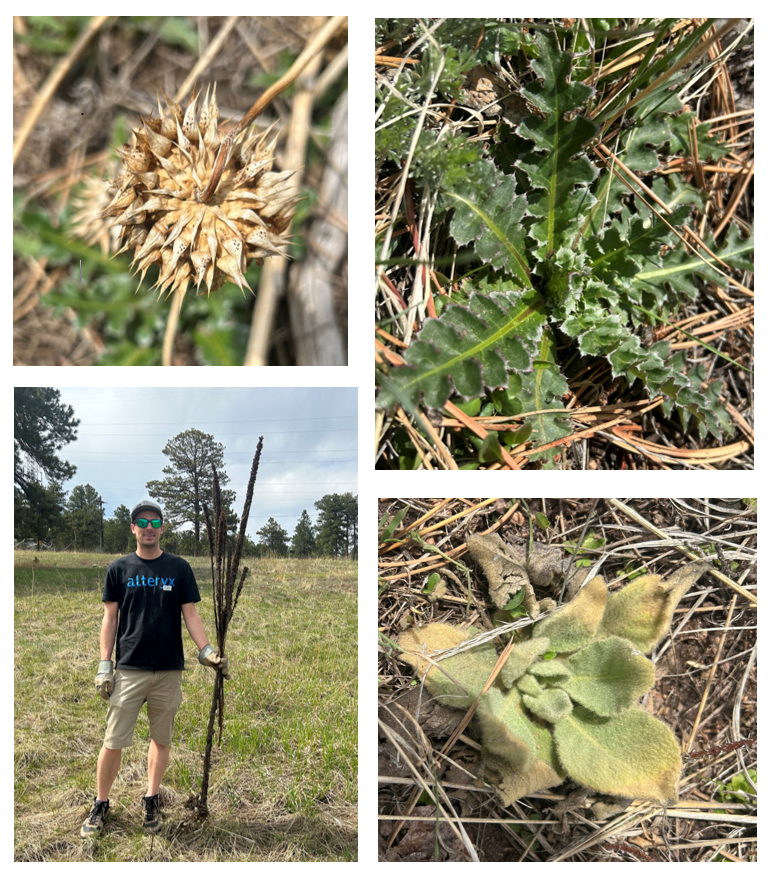 Noxious Weed Training - Outdoor Stewardship Institute